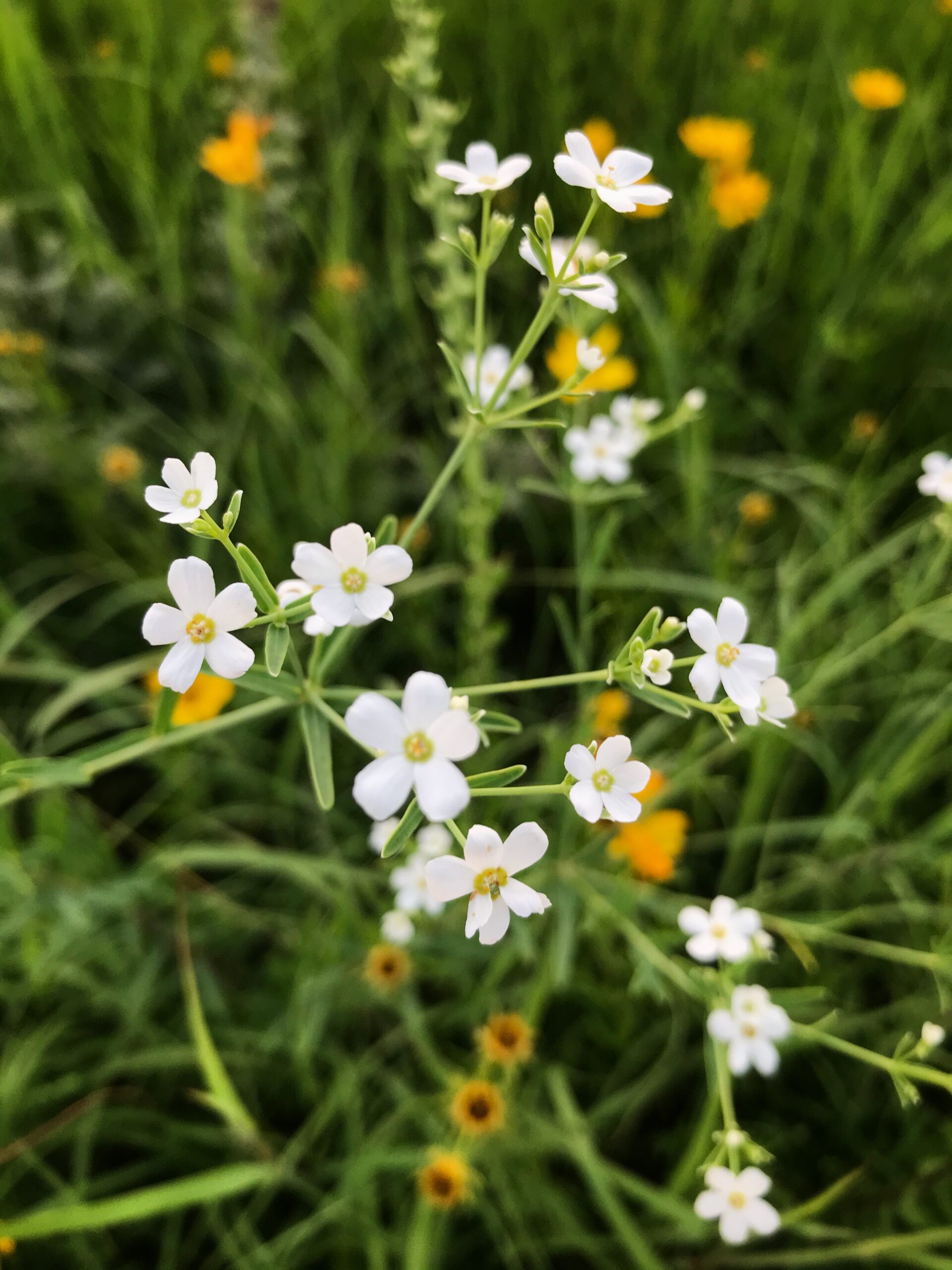 Wisconsin's Scenic Treasures: Southern Vistas - PBS Wisconsin