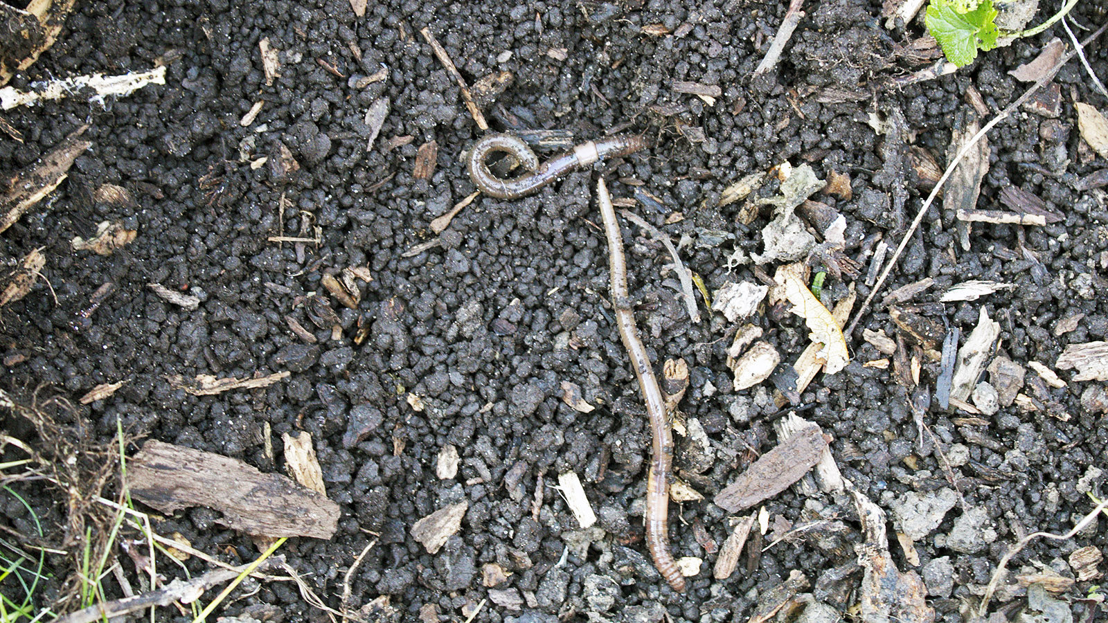 Jumping Worms Are Eating — And Altering — Wisconsin's Forest and Garden ...