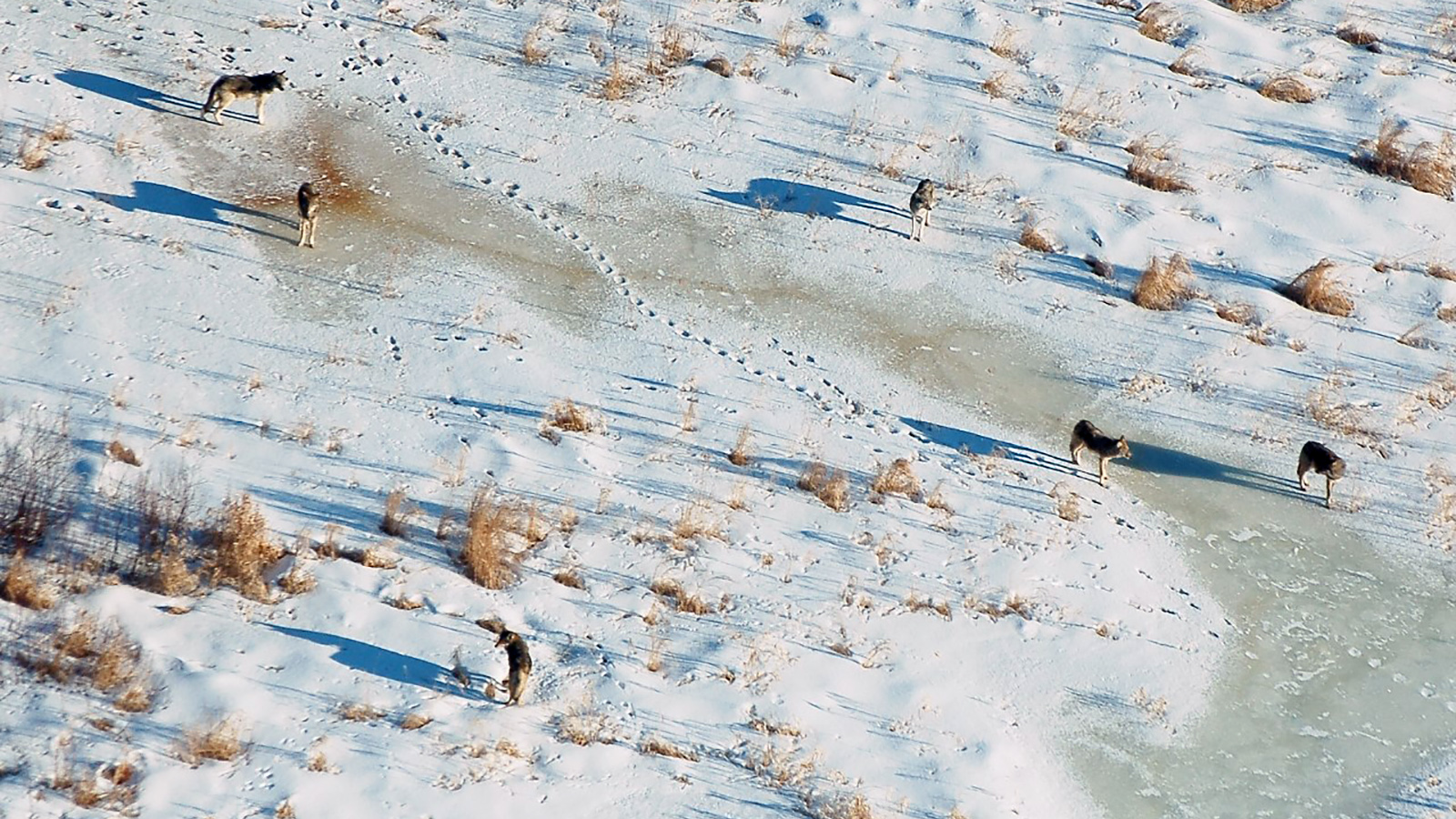 The Swelling Scientific Fallout From Wisconsin's Wolf Hunt