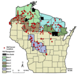 How Wisconsin's Wolf Hunt Quotas May Prompt Federal Review