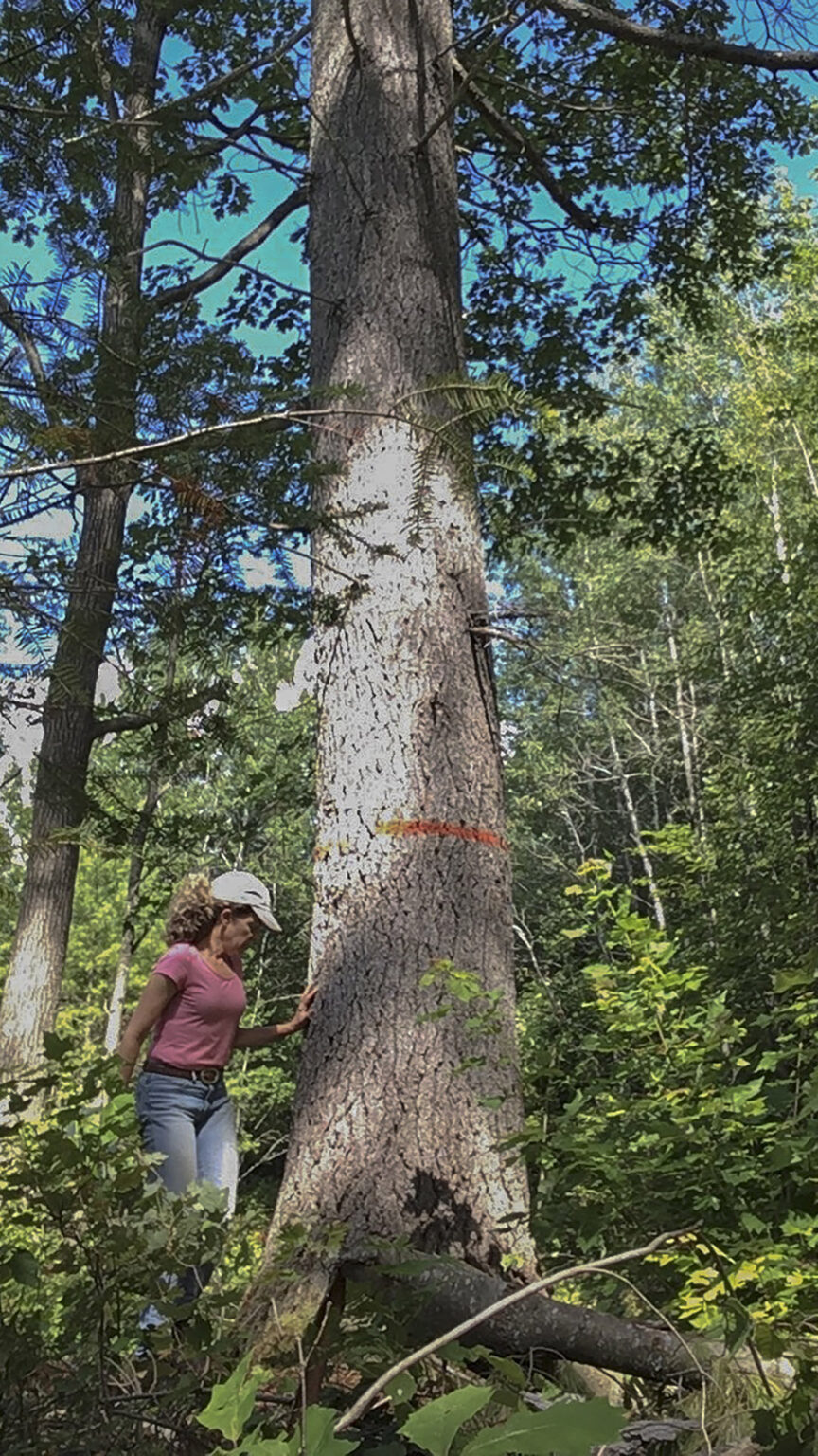 Two Northwoods friends push Wisconsin DNR to protect lakeshore trees