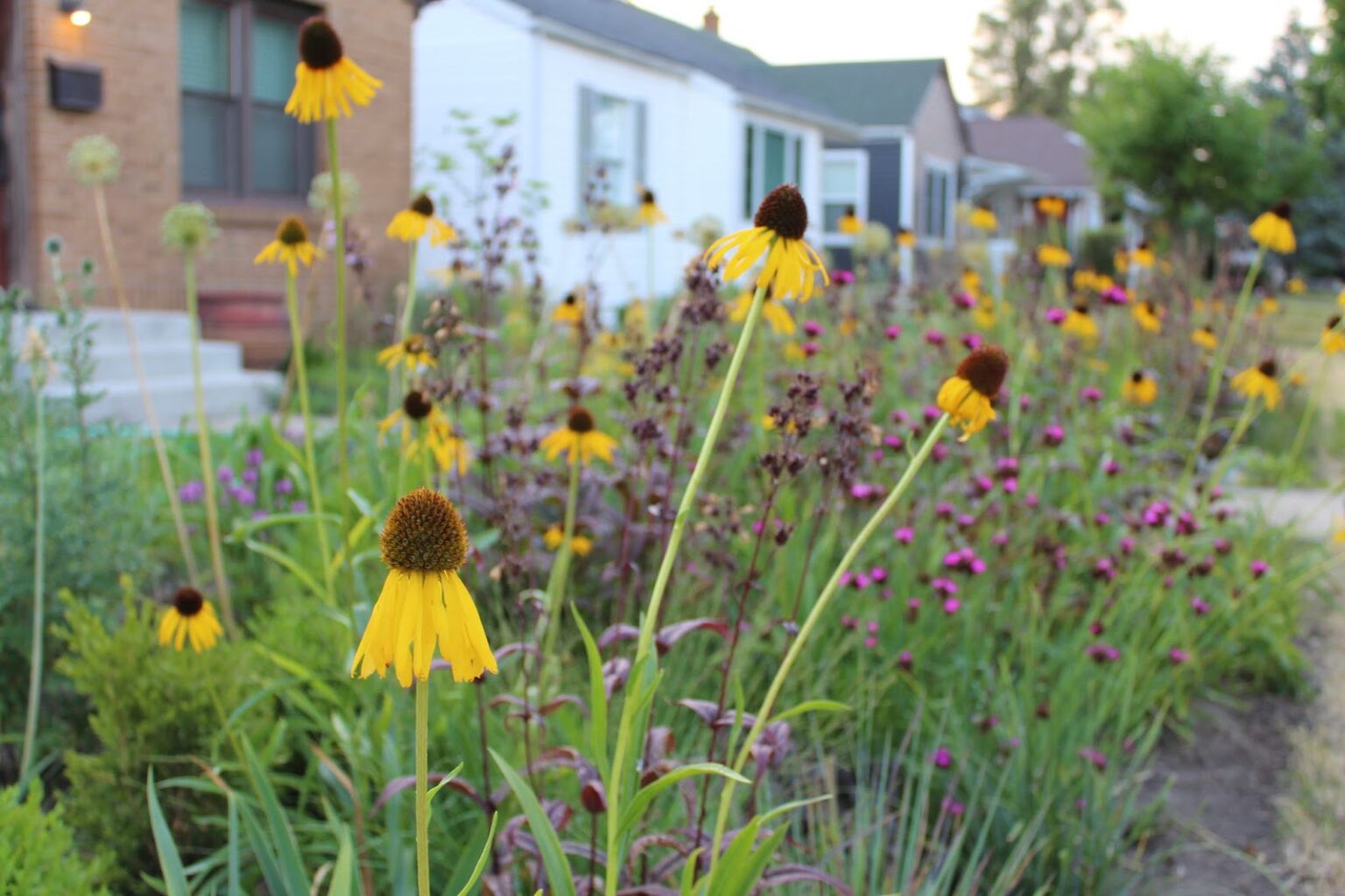 Let's Grow Stuff: Replace your lawn with something better, a beginner's ...