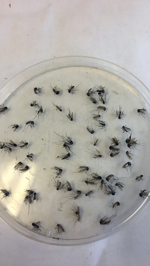 Where did all the mosquitoes go?