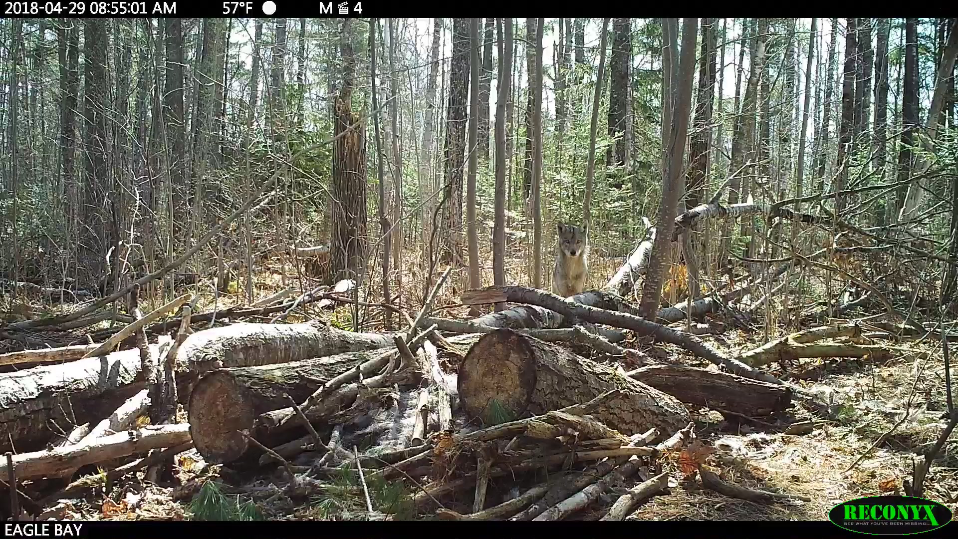 Wisconsin DNR explains wolf management plan to state Senate committee