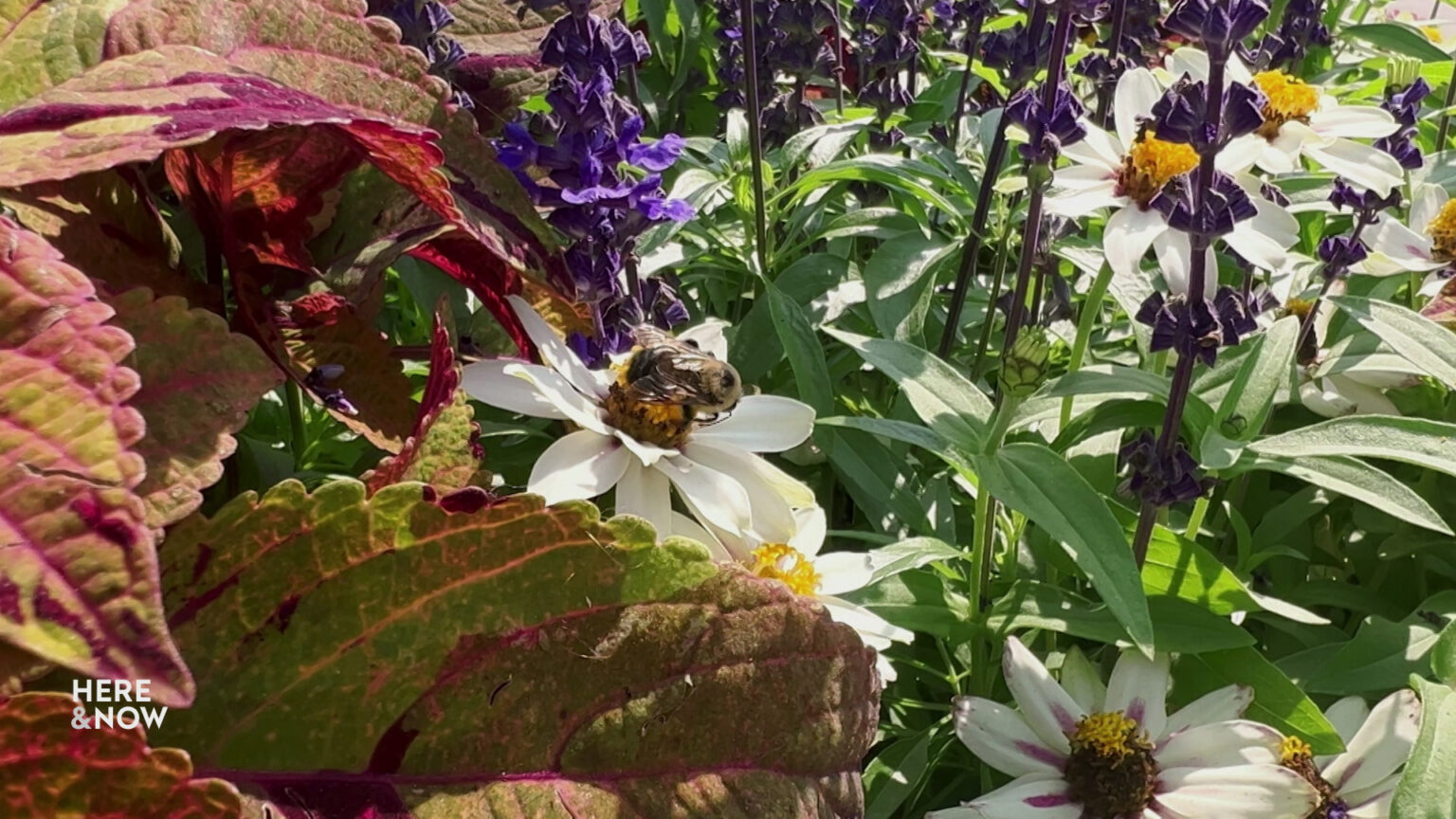 Saving Wisconsin's native bee population is a team effort