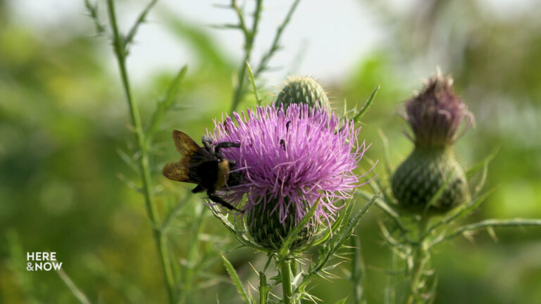 Saving Wisconsin's native bee population is a team effort