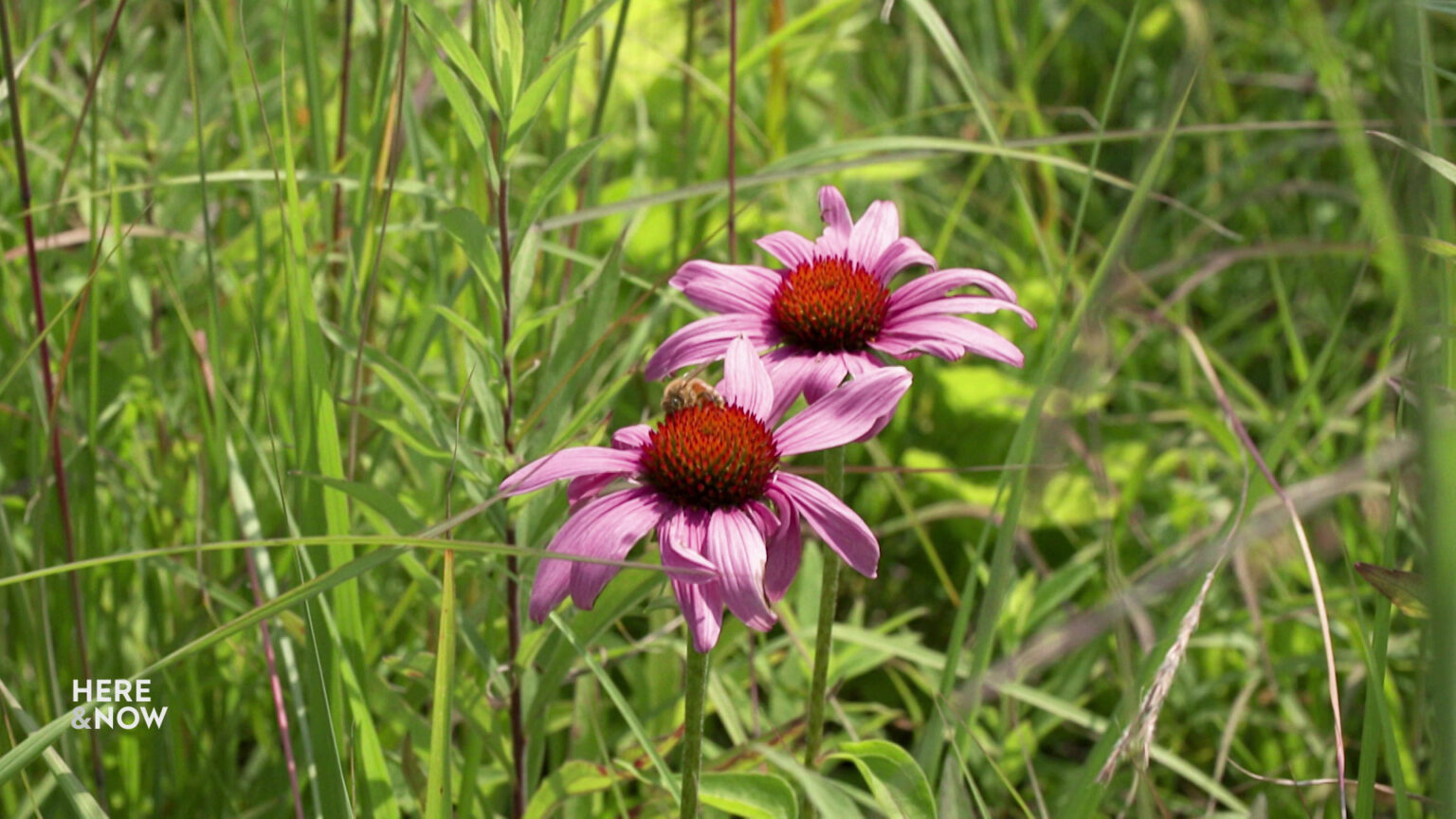 Saving Wisconsin's native bee population is a team effort