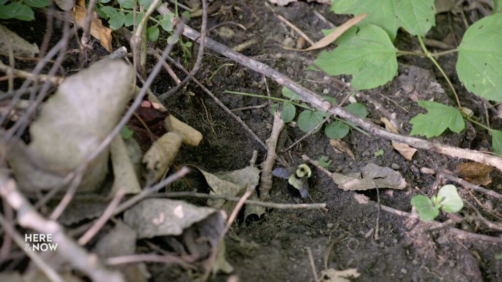 Saving Wisconsin's native bee population is a team effort