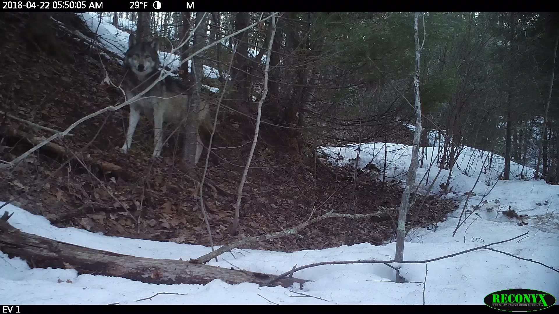 Wisconsin Assembly passes bill mandating a wolf population limit