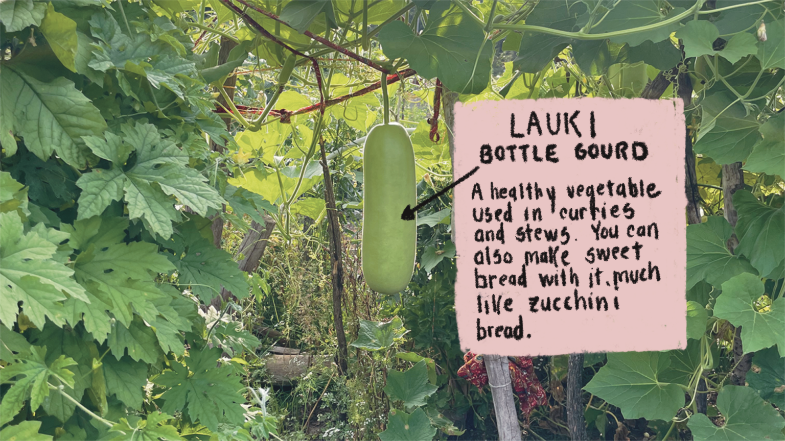 Let's Grow Stuff Interview: Lata and Tilak grow seeds of India in Eagle ...