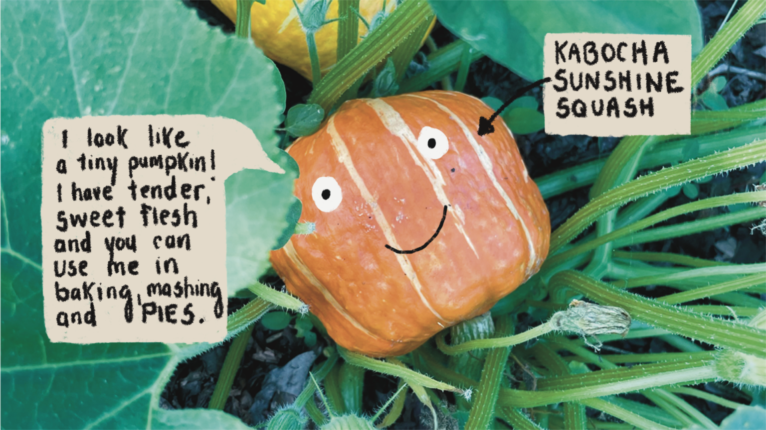 Interview: PBS Wisconsin’s Let’s Grow Stuff summer “on set” at Eagle ...