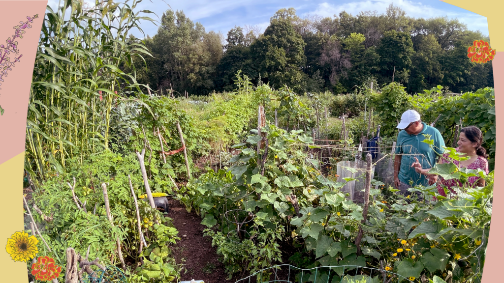 Let's Grow Stuff Interview: Lata and Tilak grow seeds of India in Eagle ...