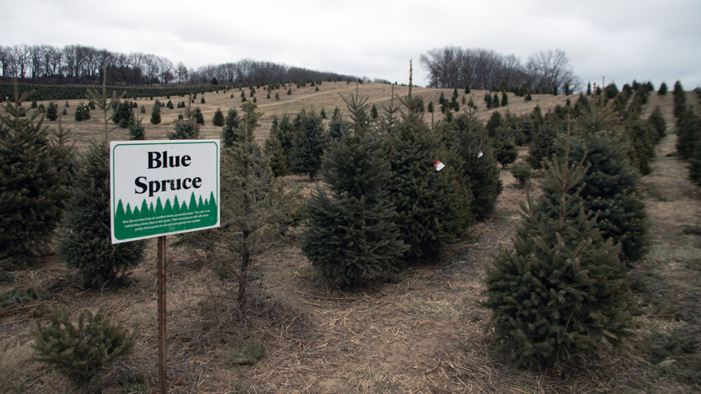 How many fresh-cut Christmas trees are being harvested in Wisconsin?