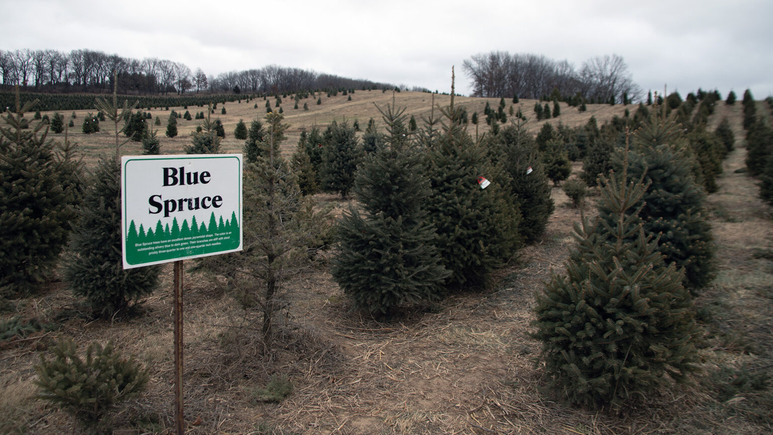 How many fresh-cut Christmas trees are being harvested in Wisconsin?